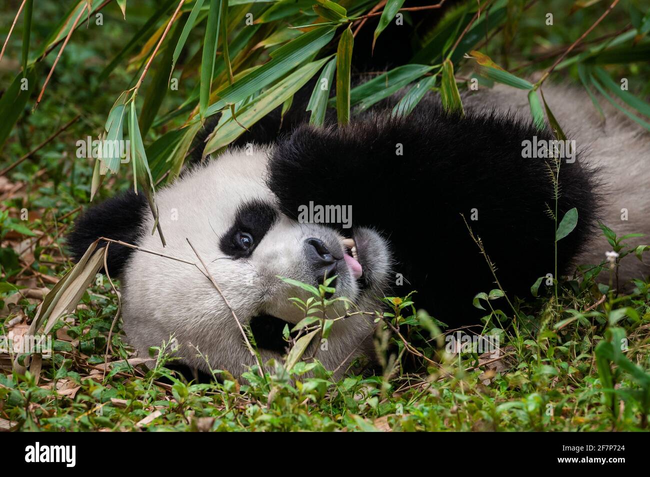 Panda fresh hi-res stock photography and images - Alamy
