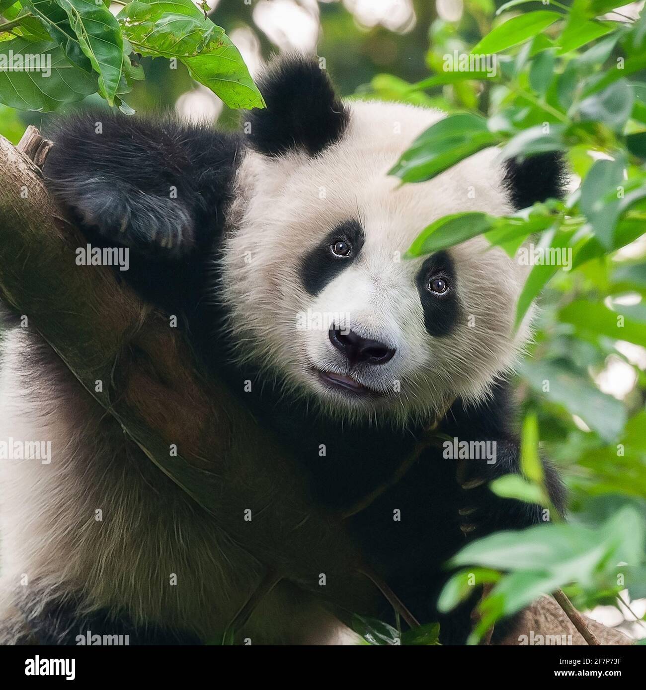 Giant panda bear in tree Stock Photo - Alamy