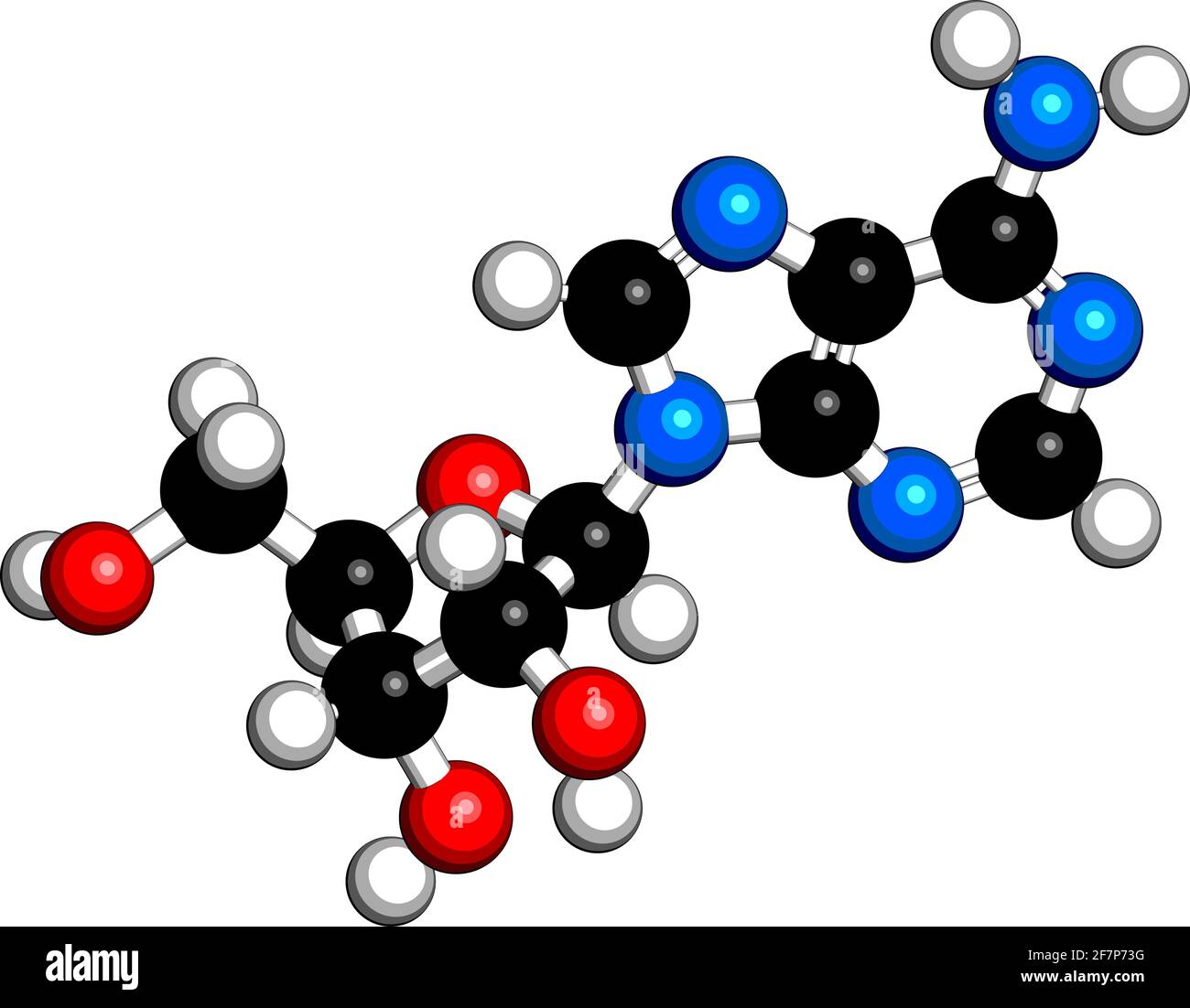 Adenosine (Ado) purine nucleoside molecule. Important component of ATP ...
