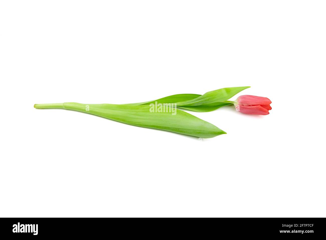 Single red tulip isolated on white background. Fresh spring flower ...