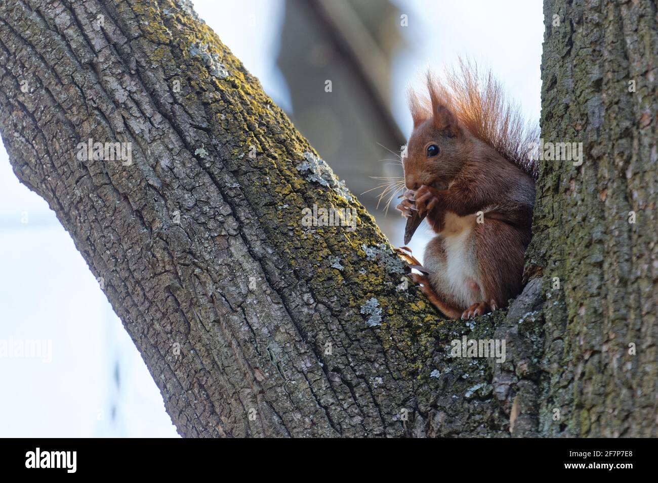 Red squirrel of france hi-res stock photography and images - Alamy