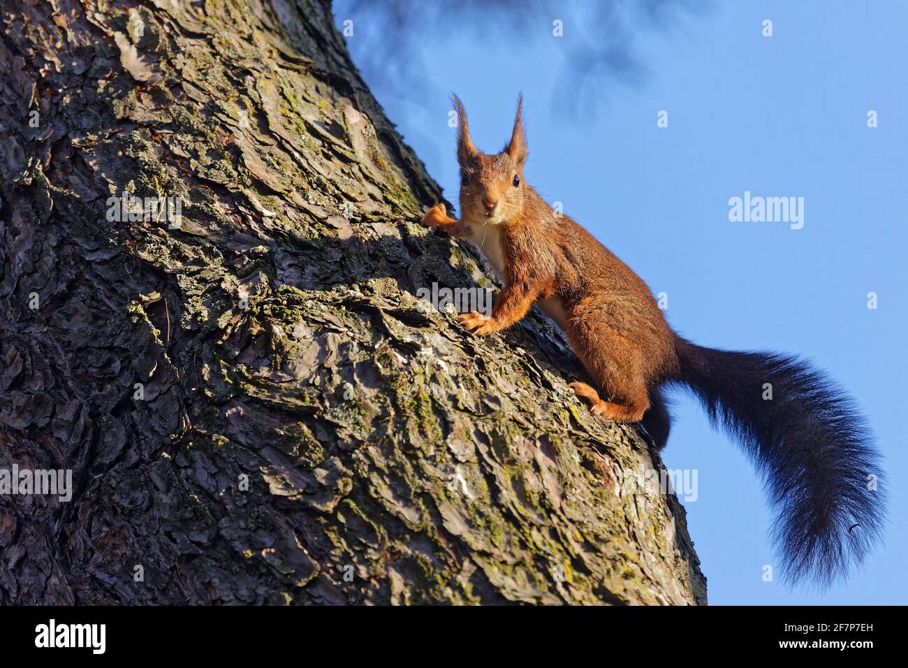 Climbing red squirrel on a tree ot the park Stock Photo - Alamy