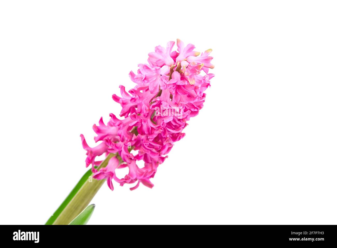 Hyacinth flower isolated white background. Spring magenta flower with ...