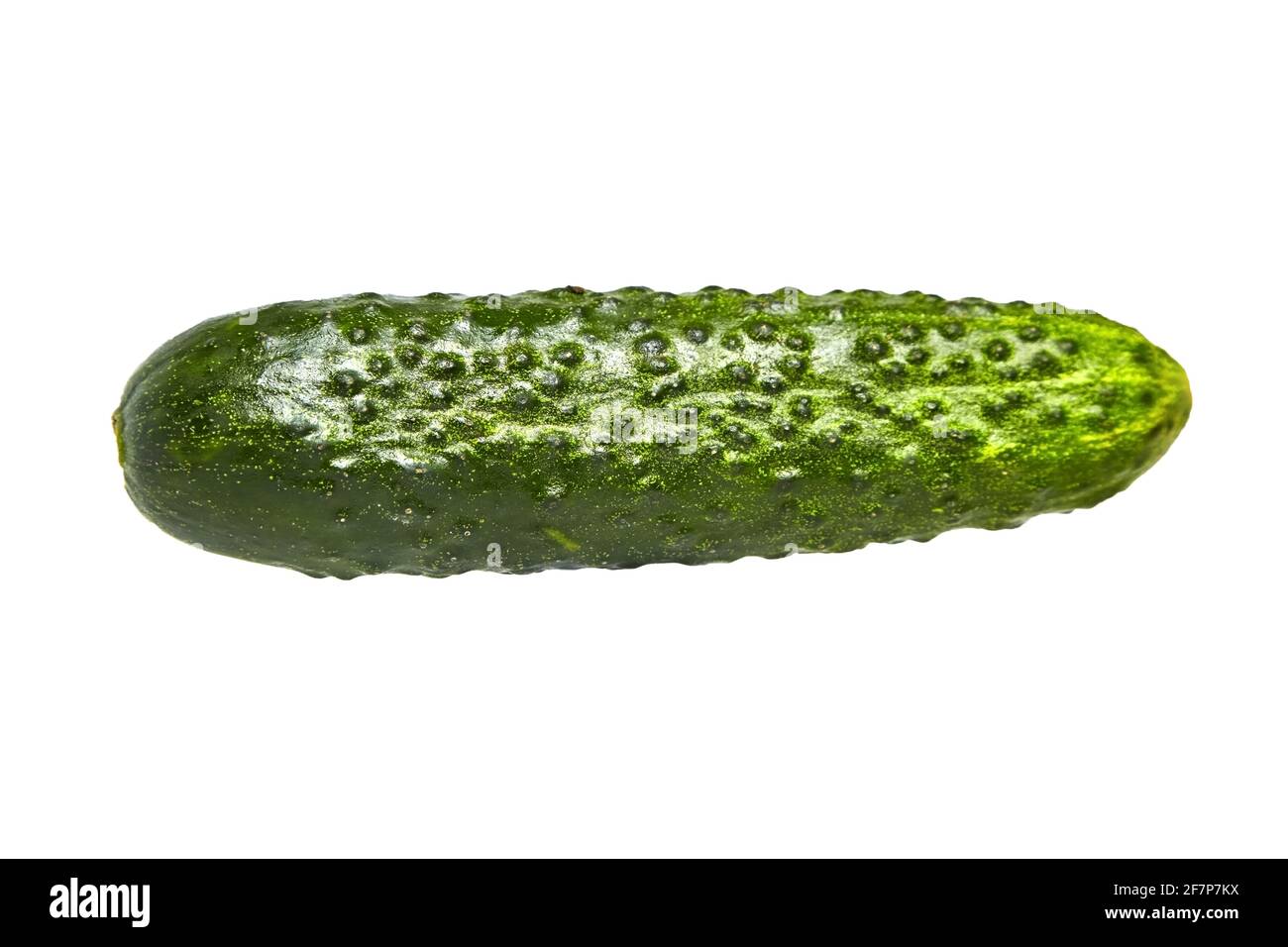 Gherkin isolated on white background. Single green fresh gherkin Stock ...