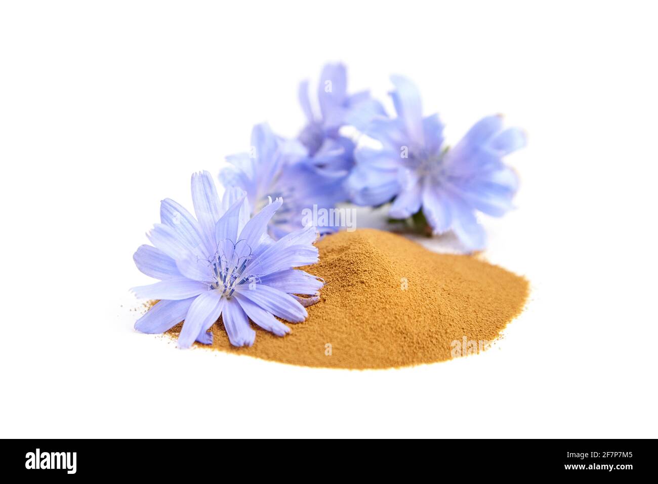 Chicory root powder with blue flowers isolated on white background ...