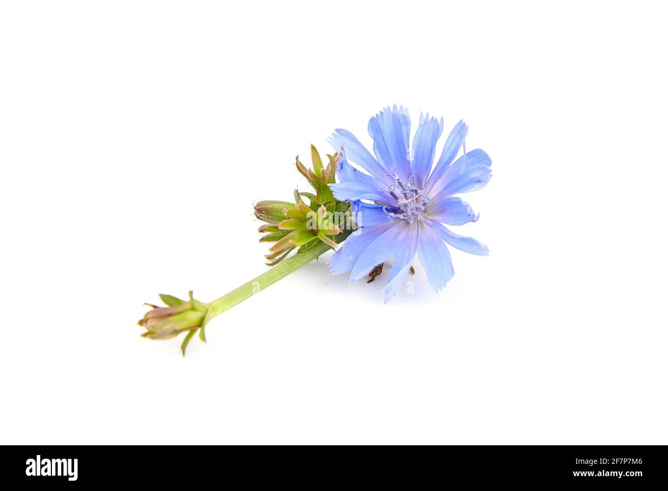 Chicory flower isolated on white background. Stem with bright blue petal flowers Stock Photo - Alamy
