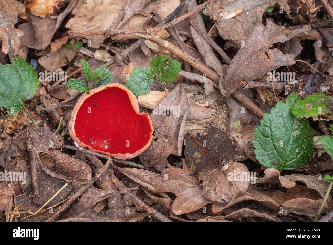 Red fungus, mushroom Scarlet elf cup, Sarcoscypha austriaca. UK Stock ...