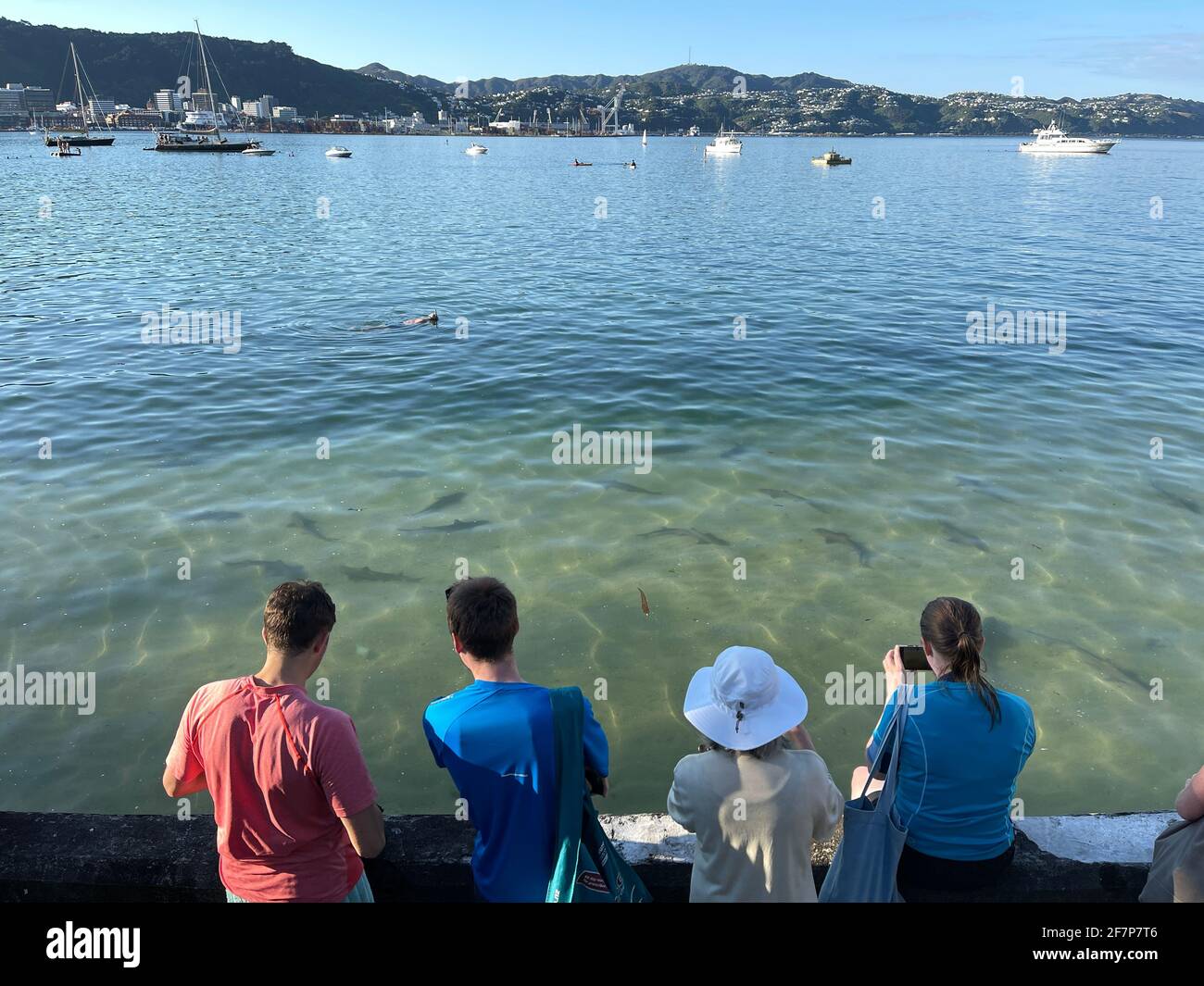 (210409) -- WELLINGTON, April 9, 2021 (Xinhua) -- Rig sharks are seen ...