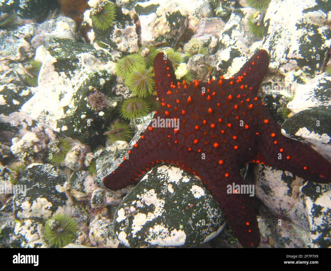 (210409) -- WELLINGTON, April 9, 2021 (Xinhua) -- This undated photo ...