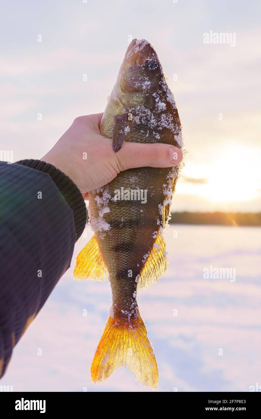 predator fish perch in the fisherman hand close up concept of fishing ...