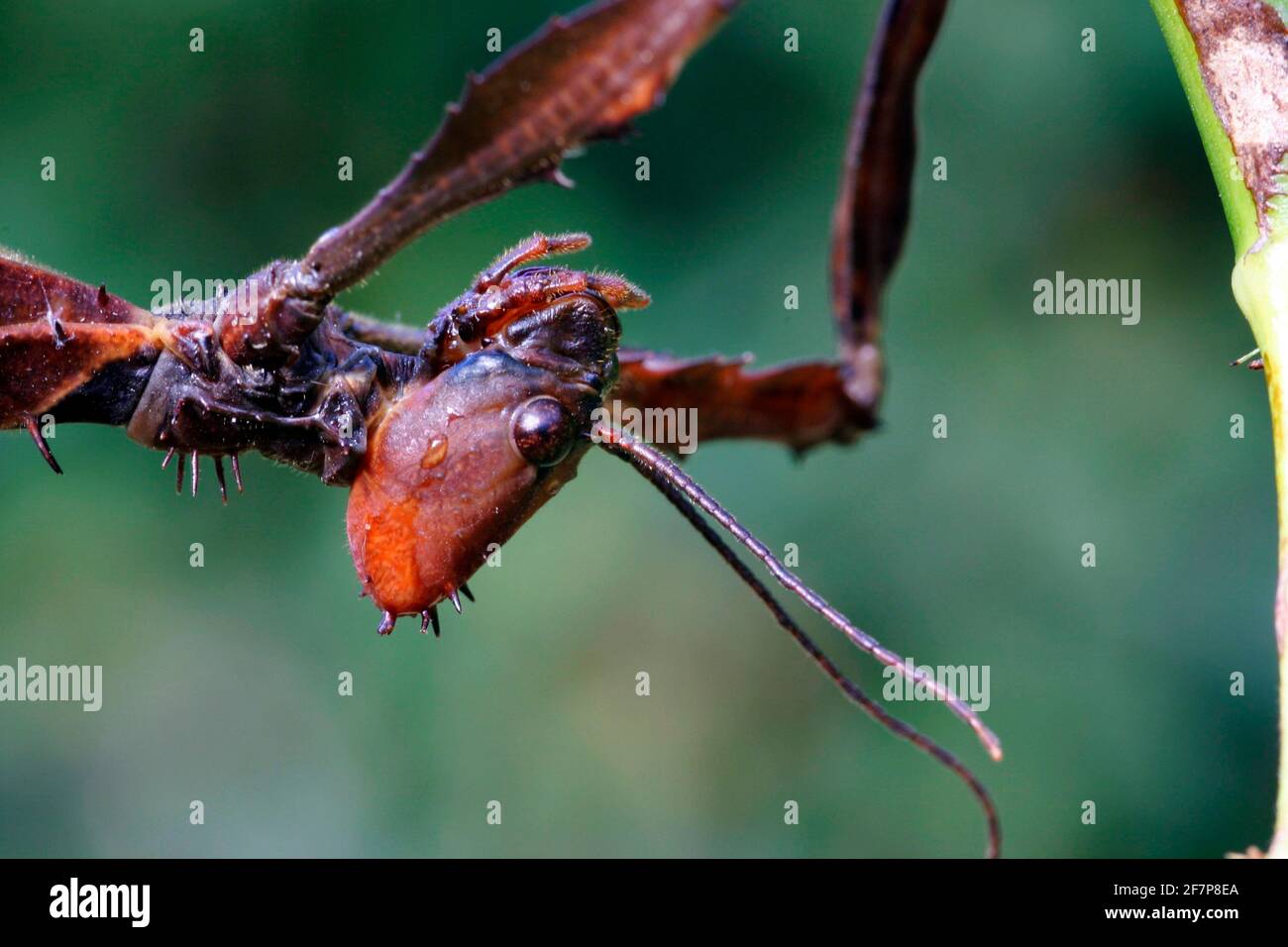 Giant Prickly Stick Insect, Macleay's Spectre (Extatosoma tiaratum ...