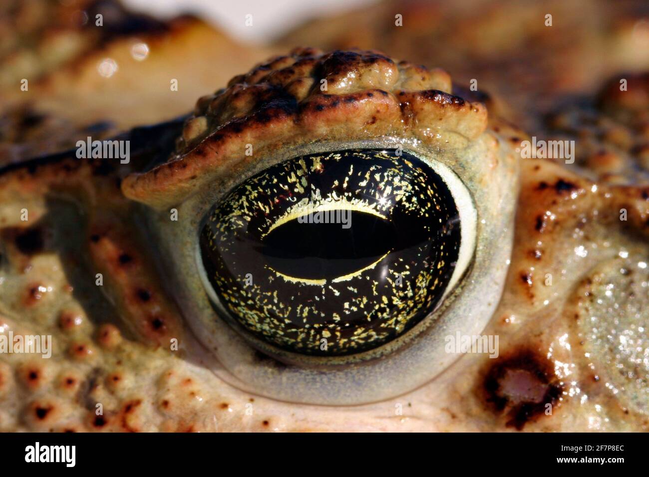 Giant toad, Marine toad, Cane toad, South American Neotropical toad ...