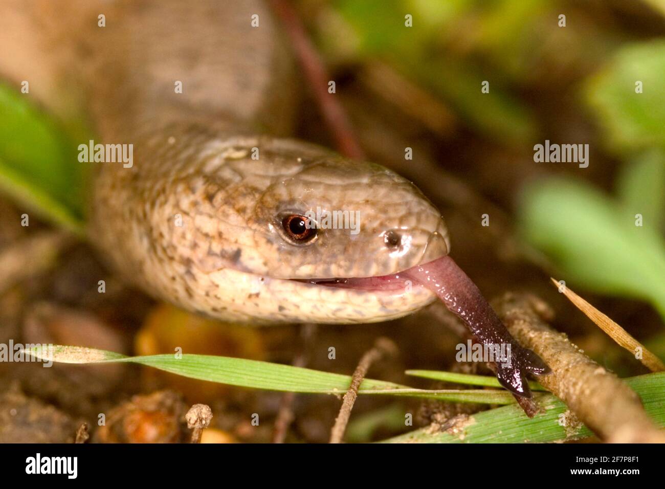 European slow worm, blindworm, slow worm (Anguis fragilis), portrait ...