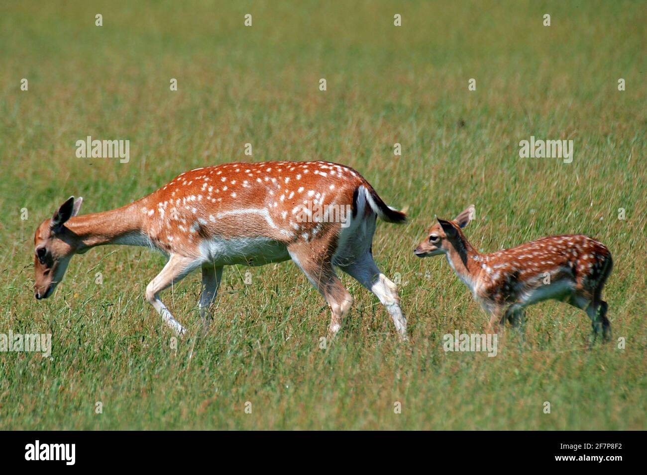 fallow deer (Dama dama, Cervus dama), hind and fawn, Austria Stock ...