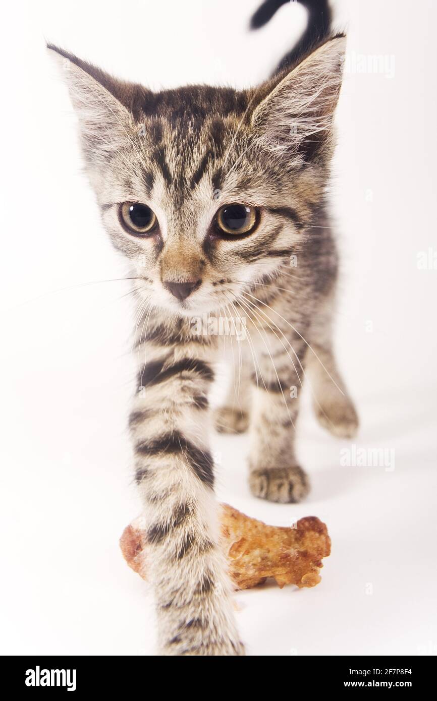 domestic cat, house cat (Felis silvestris f. catus), kitty with chicken ...
