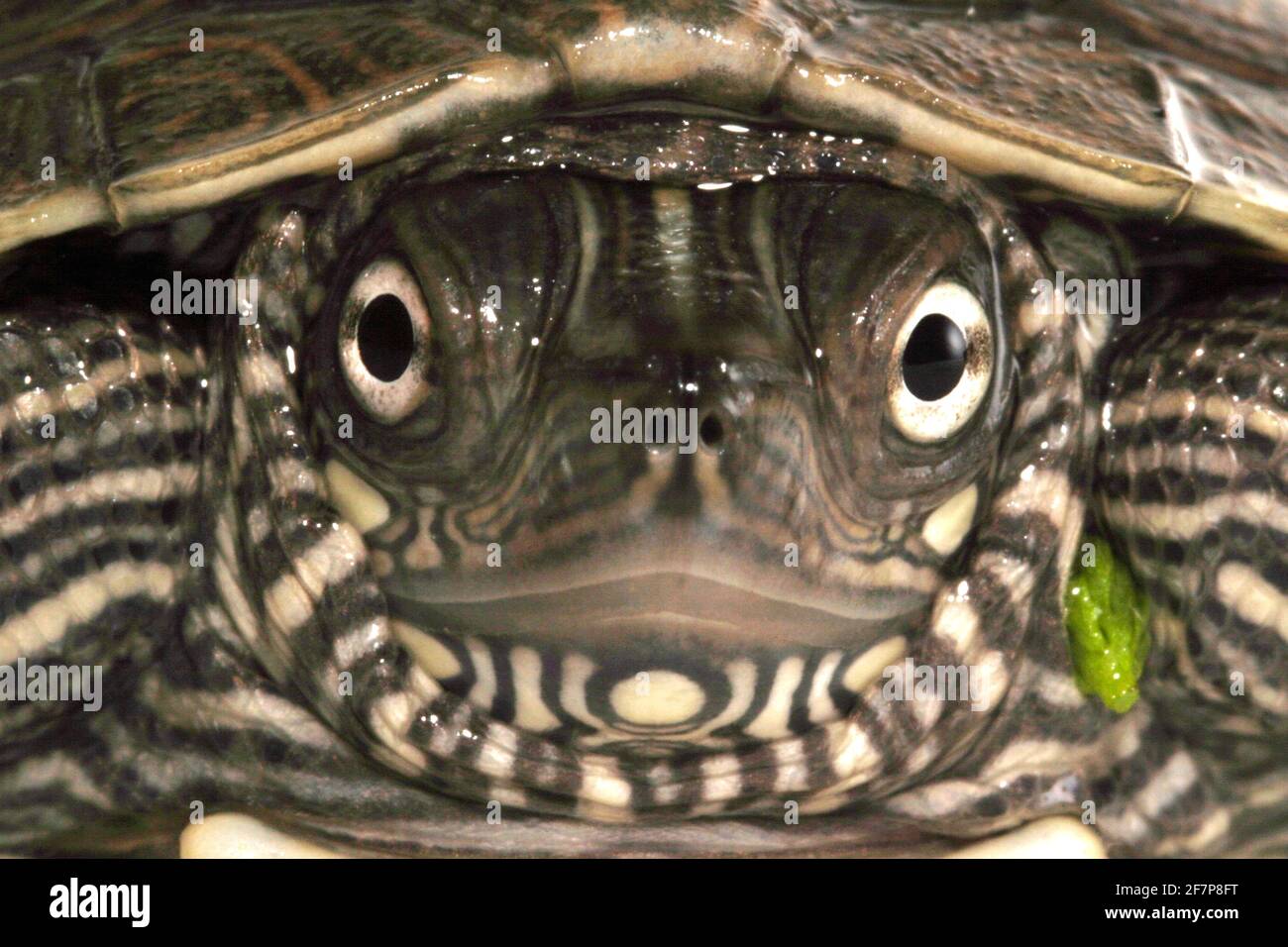 Mississippi map turtle (Graptemys kohnii), portrait Stock Photo - Alamy