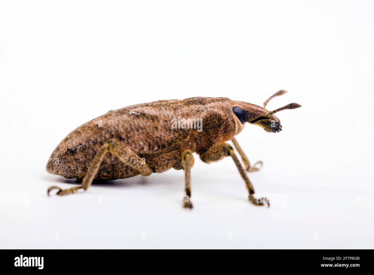 Piger hi-res stock photography and images - Alamy
