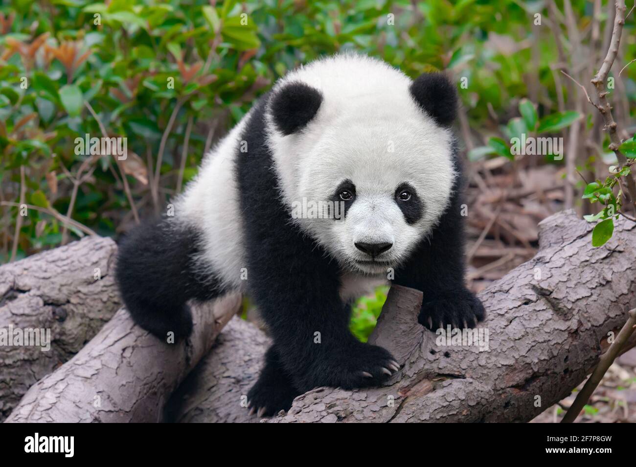 Panda bear hi-res stock photography and images - Alamy