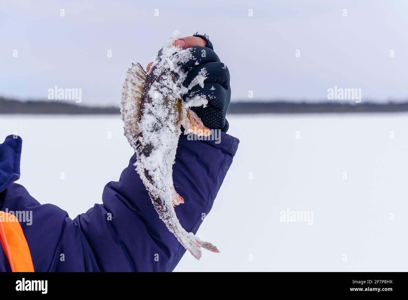 predator fish perch in the fisherman hand close up concept of fishing ...