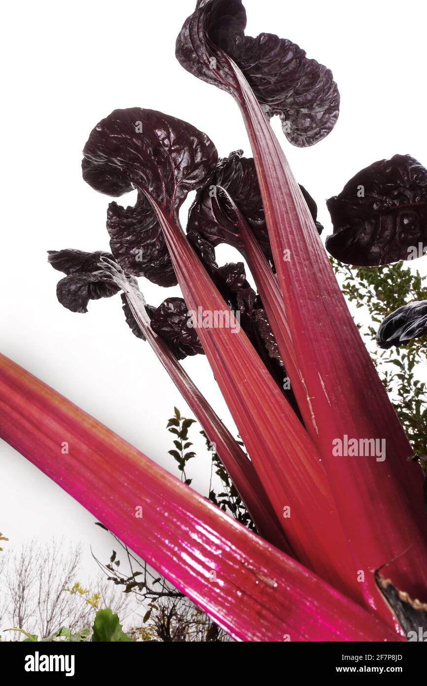 Foliage Beet, Chard, Swiss chard, Mangel (Beta vulgaris var. cicla ...