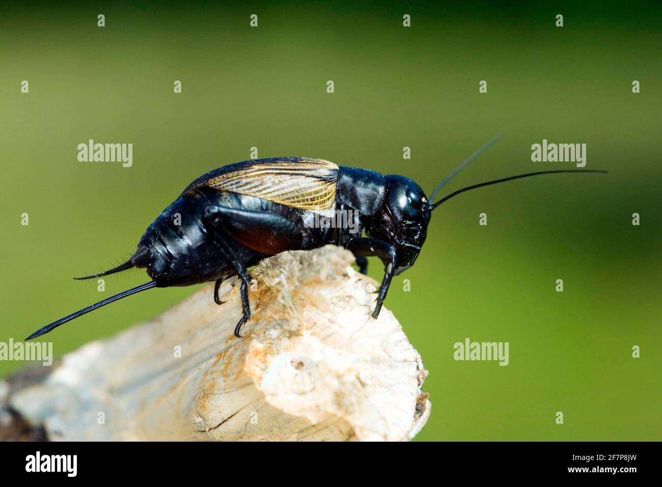 field cricket (Gryllus campestris), female sits on a branch, Austria ...