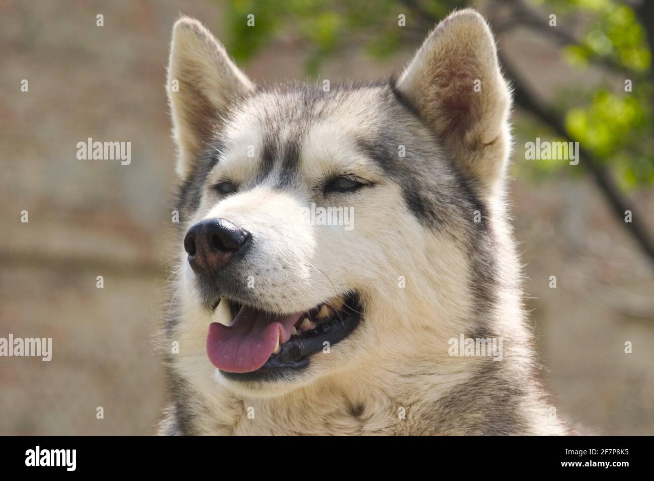 Siberian Husky (Canis lupus f. familiaris), with its tongue hanging out ...