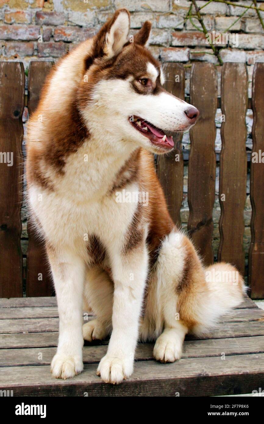 Siberian Husky (Canis lupus f. familiaris), sitting on a wooden ...