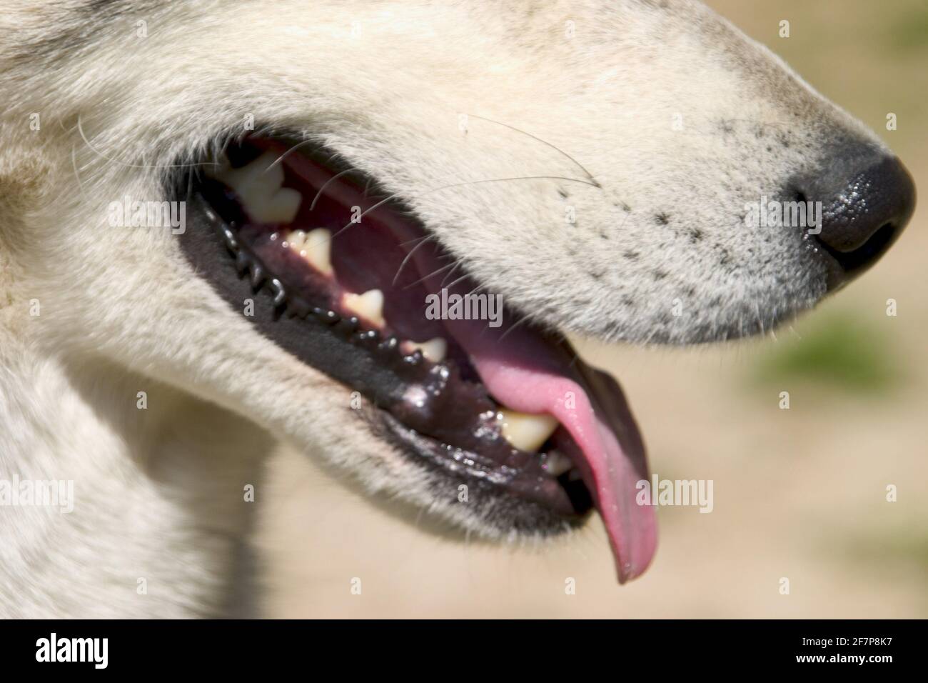Siberian Husky (Canis lupus f. familiaris), snout with tongue hanging ...