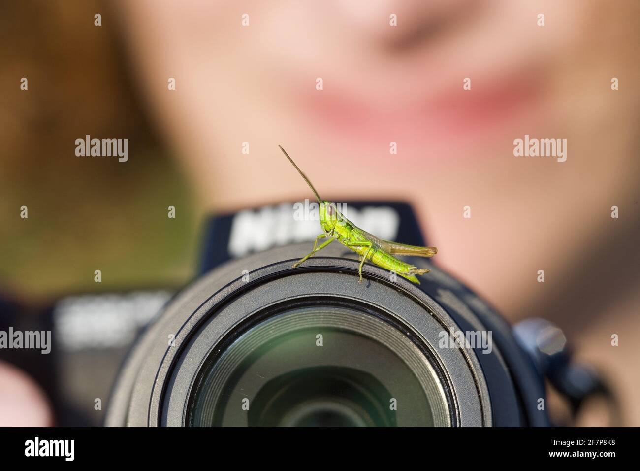 grasshoppers or short-horned grasshoppers (Acridoidea), grasshopper on ...