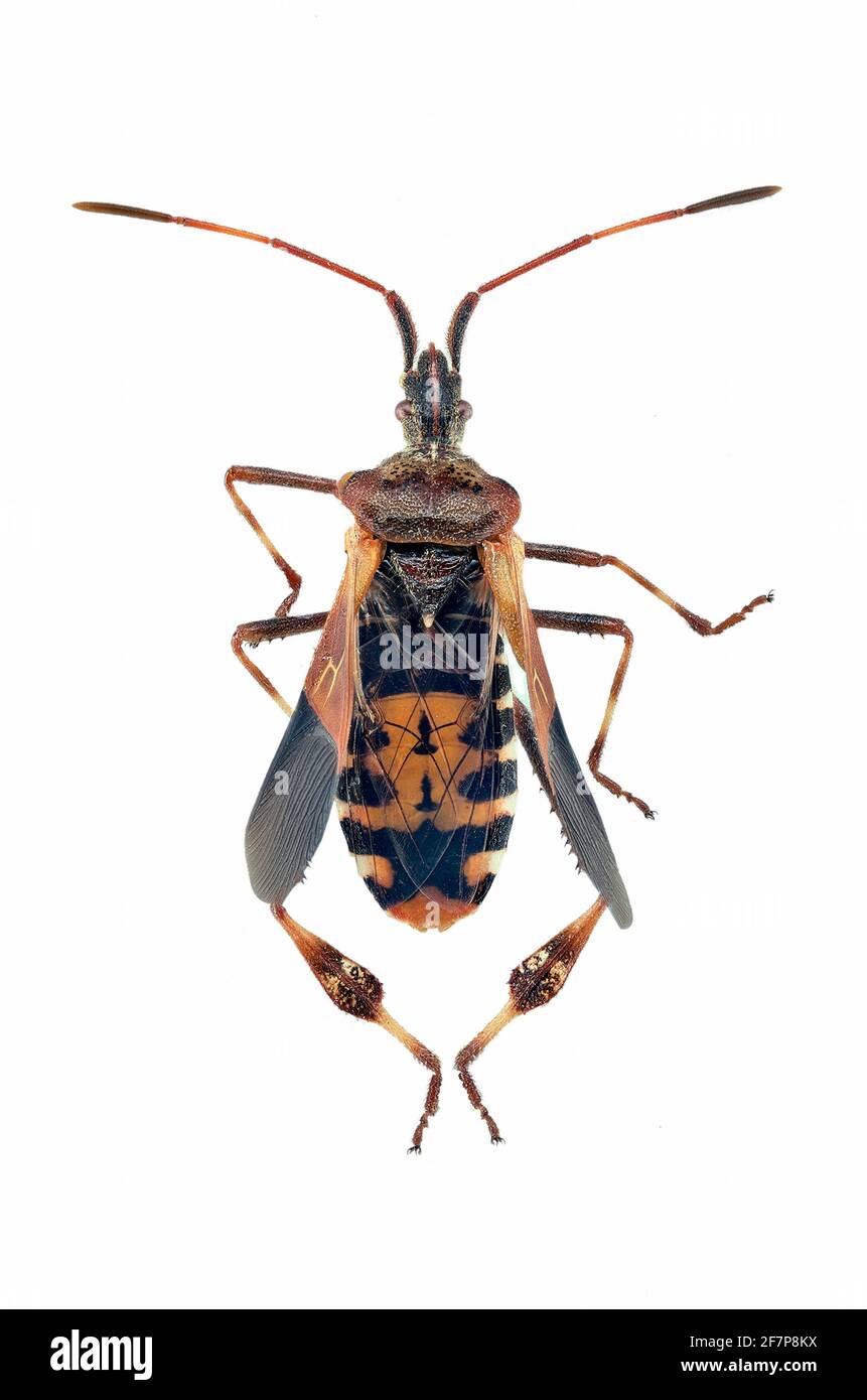 Western conifer seed bug (Leptoglossus occidentalis), top view, cut-out ...