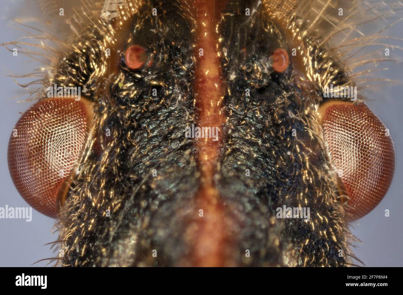 German bug species hi-res stock photography and images - Alamy