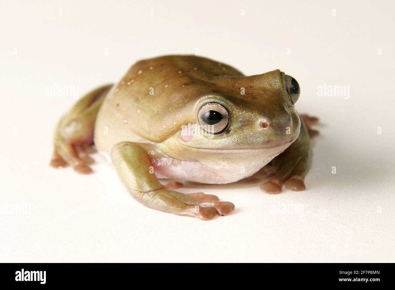 Green Tree Frog White's Treefrog (Litoria caerulea, Hyla caerulea ...