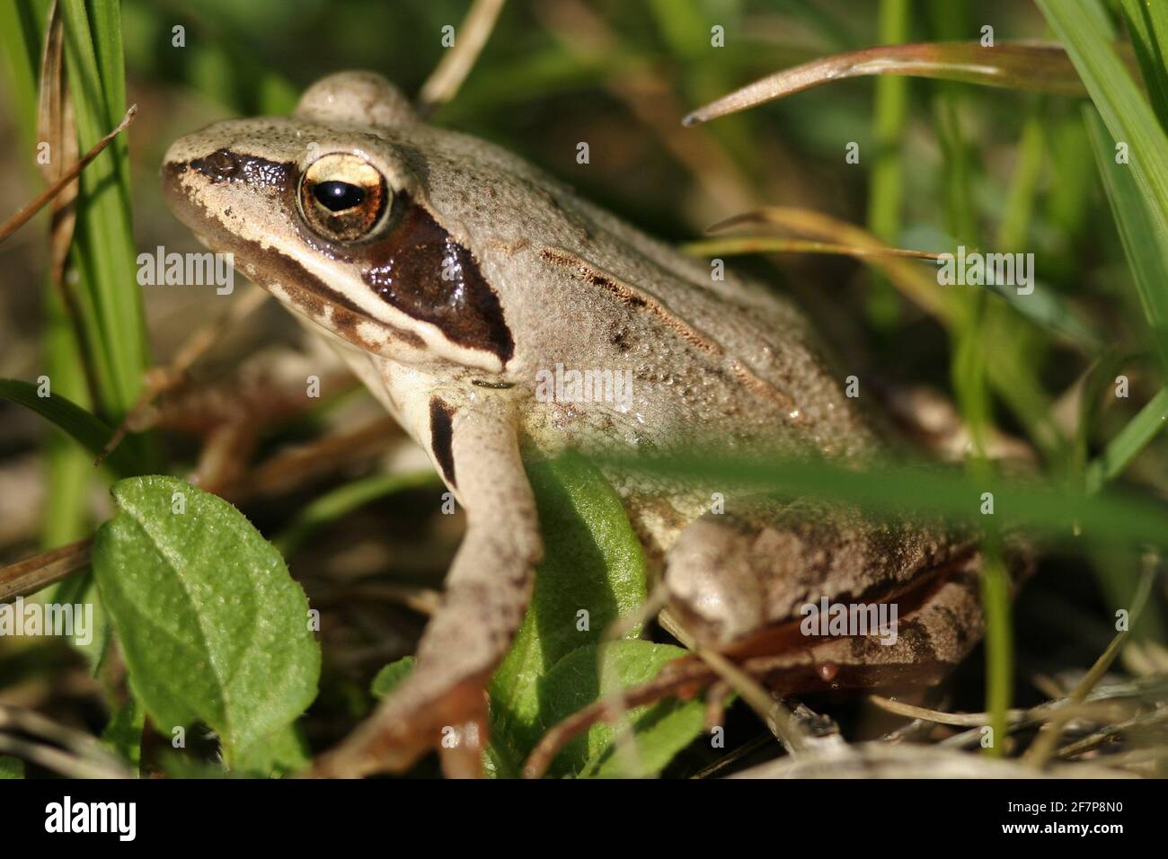 agile frog, spring frog (Rana dalmatina), sits on grass, Austria Stock ...
