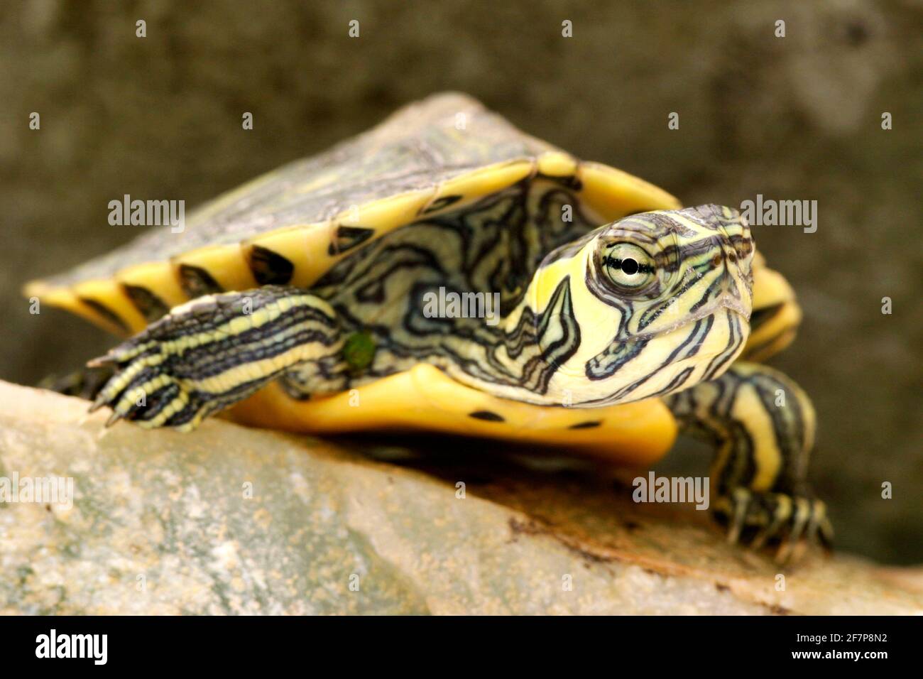 Yellow bellied slider turtles hi-res stock photography and images - Alamy