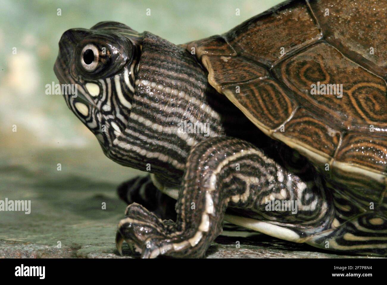 Mississippi map turtle (Graptemys kohnii), portrait Stock Photo - Alamy