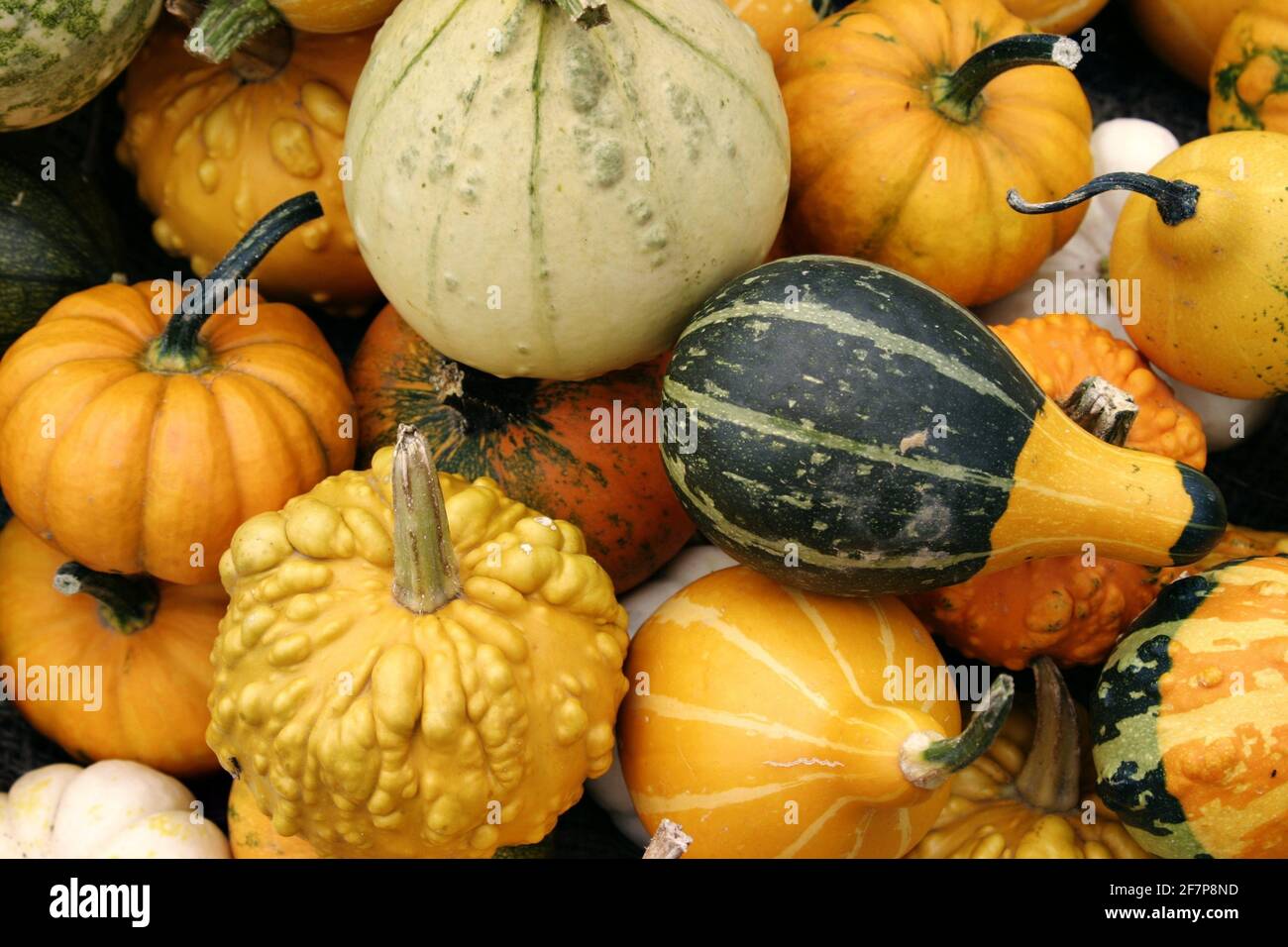ornamental pumpkin (Cucurbita pepo convar. microcarpina), pile of ...