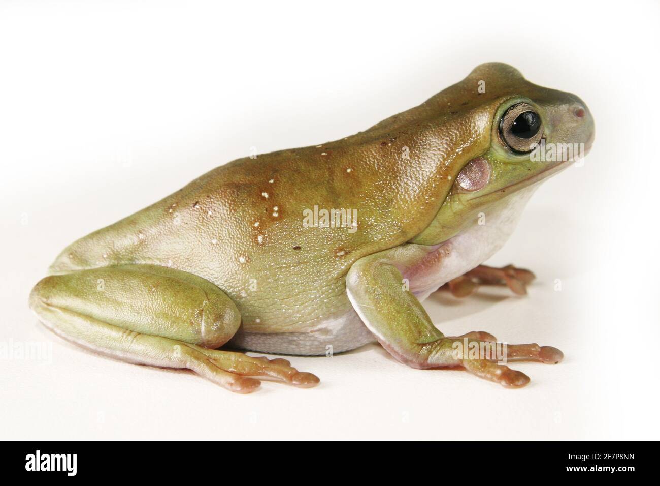 Green Tree Frog White's Treefrog (Litoria caerulea, Hyla caerulea ...