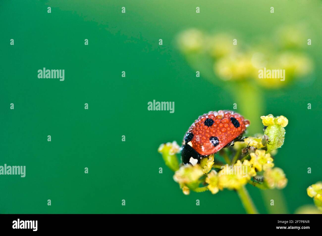 seven-spot ladybird, sevenspot ladybird, 7-spot ladybird (Coccinella ...