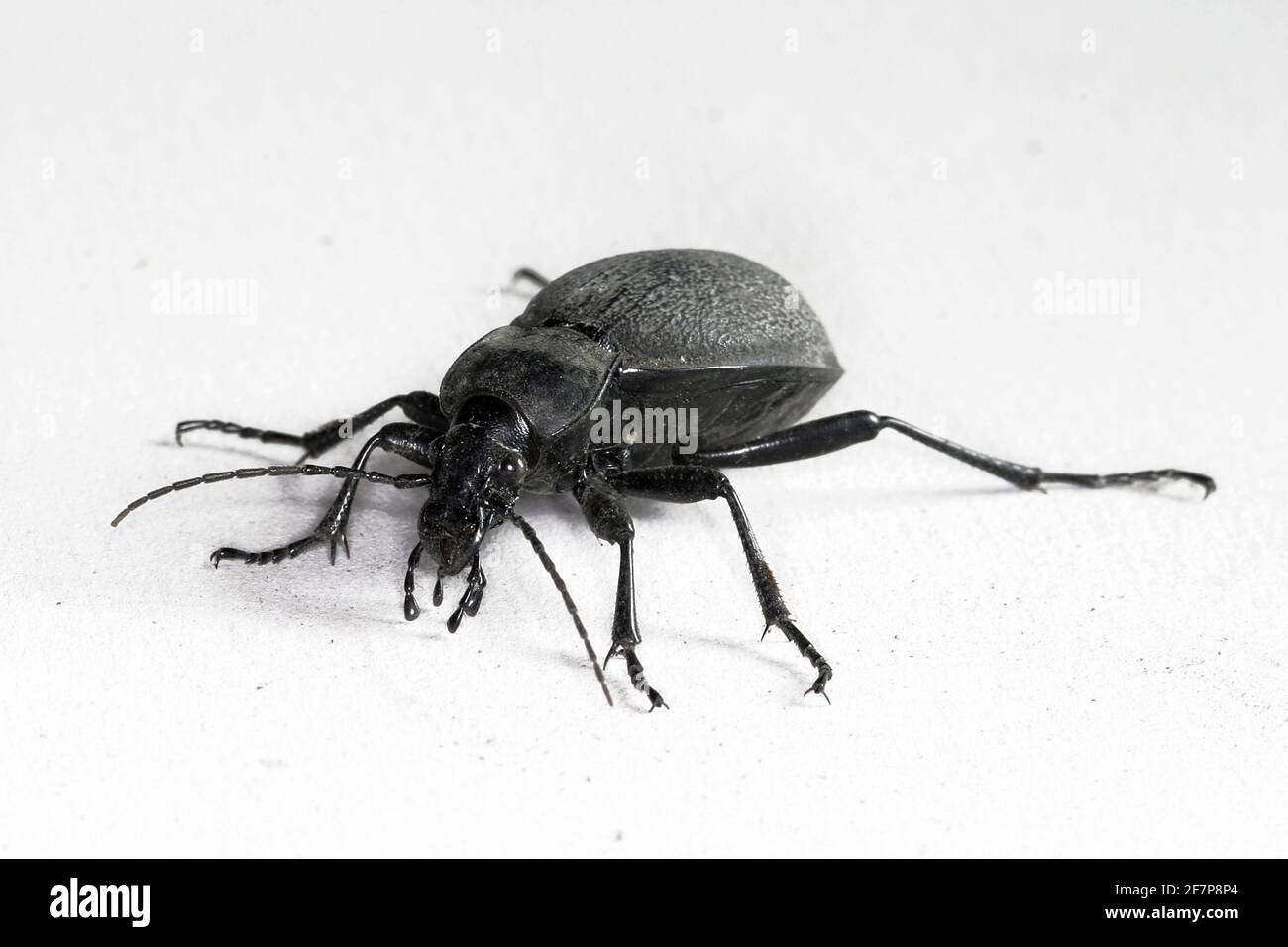 leatherback ground beetle (Carabus coriaceus), front view, cut-out ...