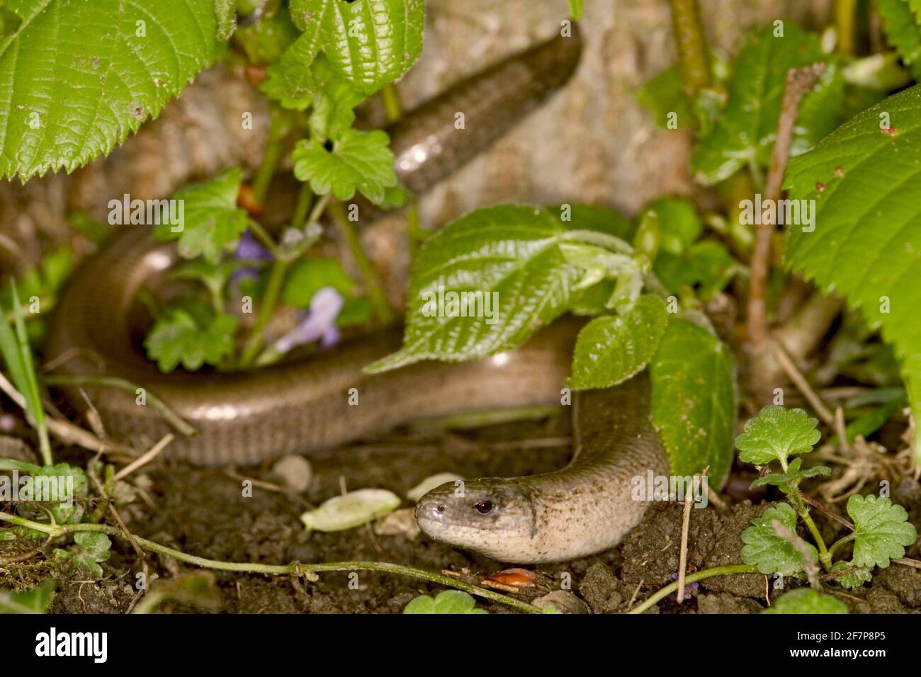 European slow worm, blindworm, slow worm (Anguis fragilis), in the ...