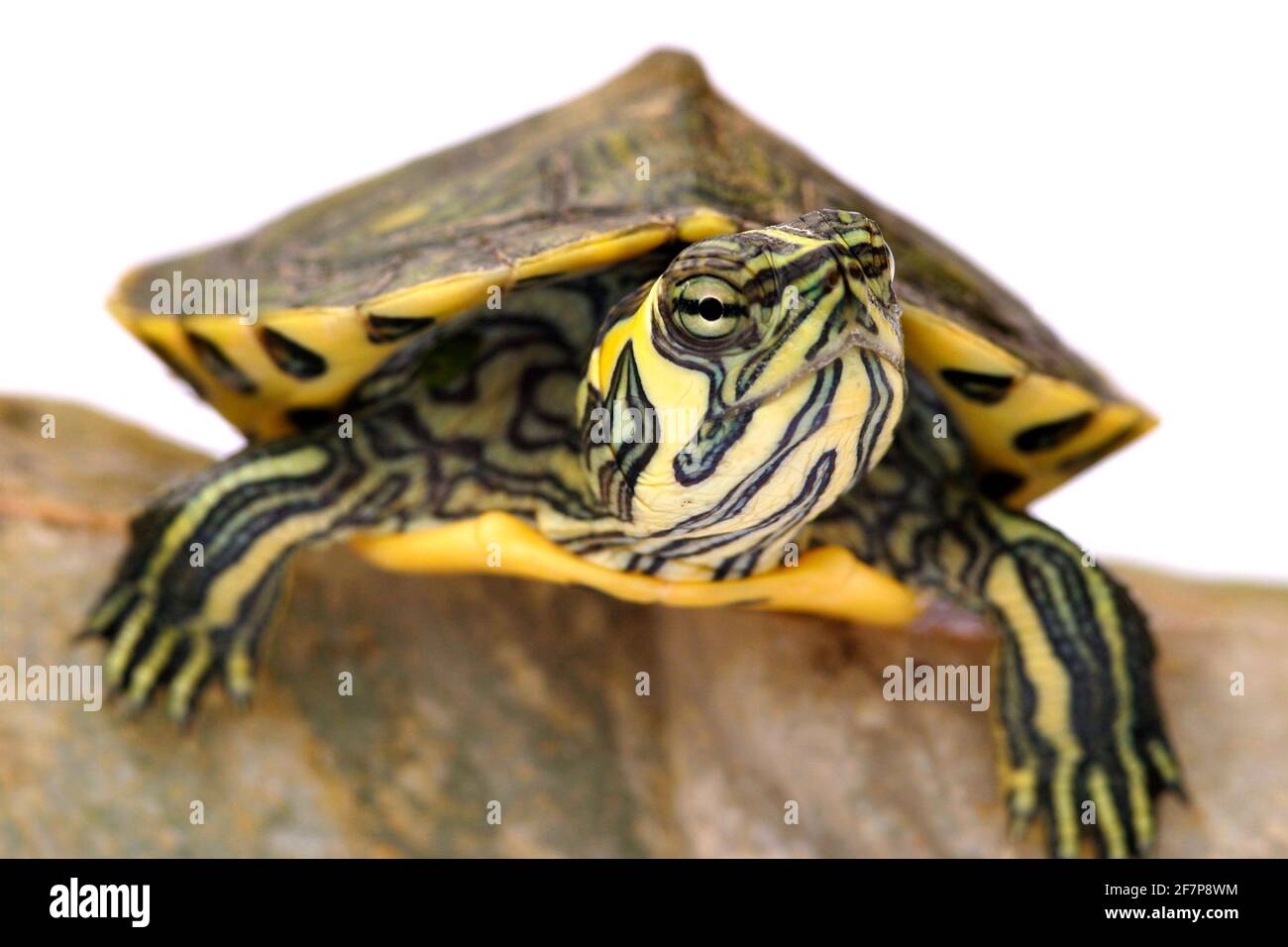 Yellow bellied sliders hi-res stock photography and images - Alamy