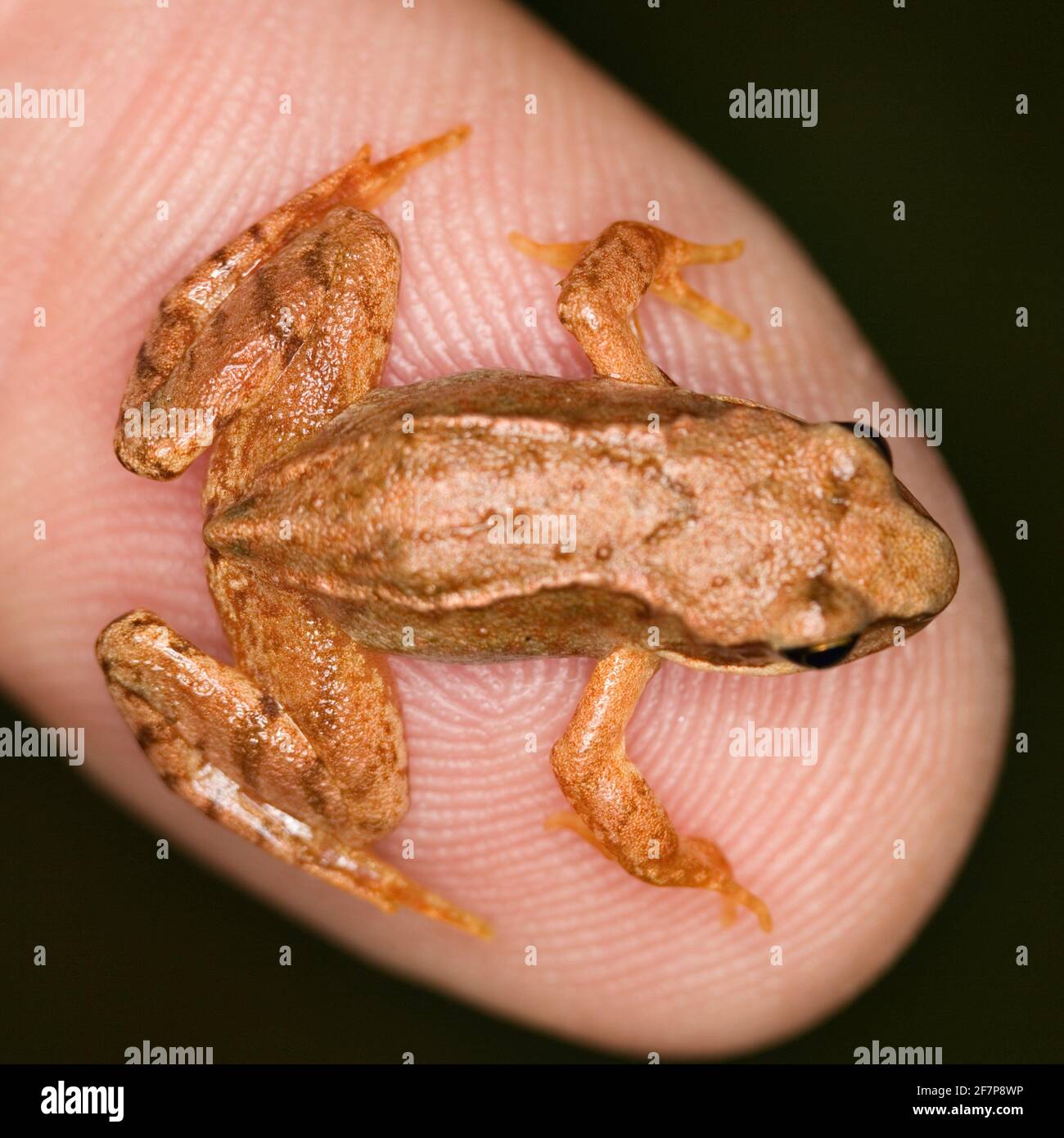 common frog, grass frog (Rana temporaria), juvenile on a finger ...