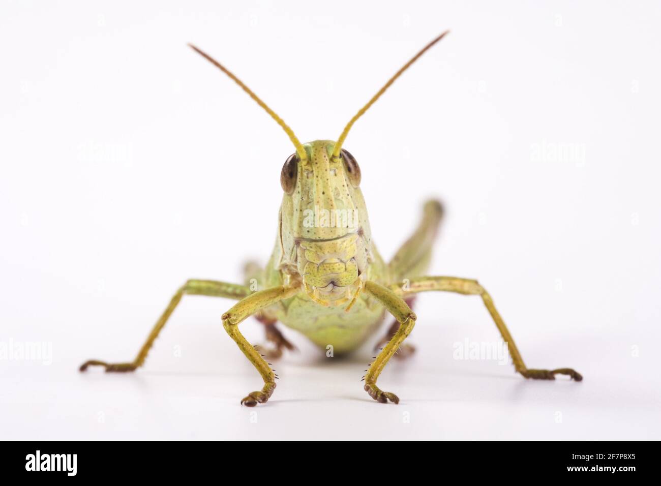 large gold grasshopper (Chrysochraon dispar), front view, cut-out ...