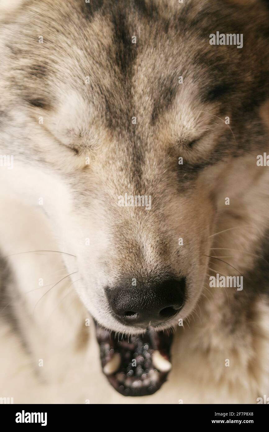 Siberian Husky (Canis lupus f. familiaris), yawning, portrait Stock ...