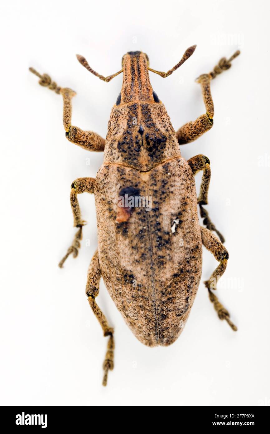 Sluggish weevil, Large Thistle Weevil (Cleonis pigra, Cleonis piger ...