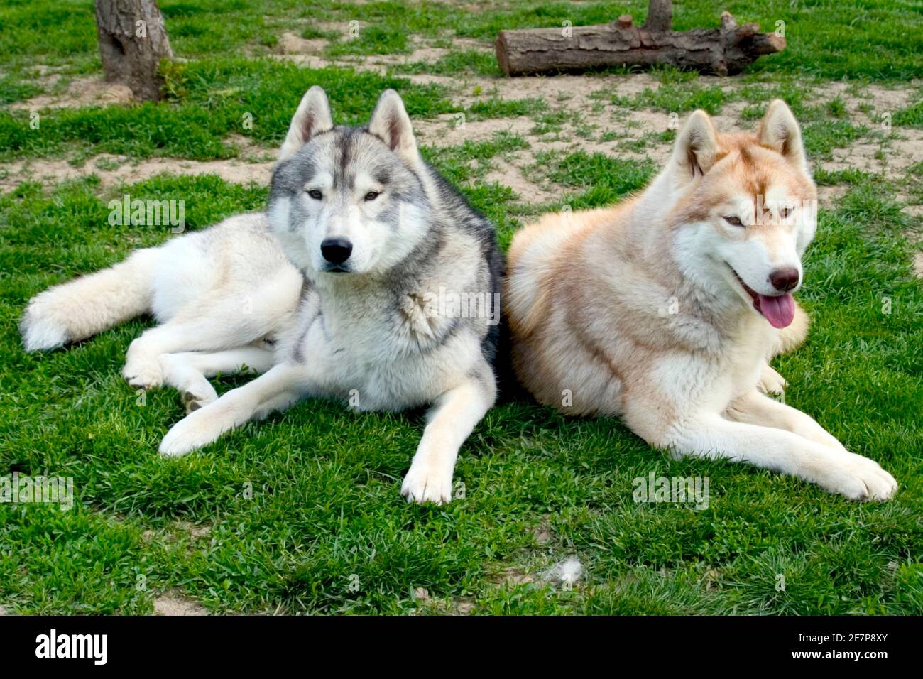 Siberian Husky (Canis lupus f. familiaris), two huskies lying together ...