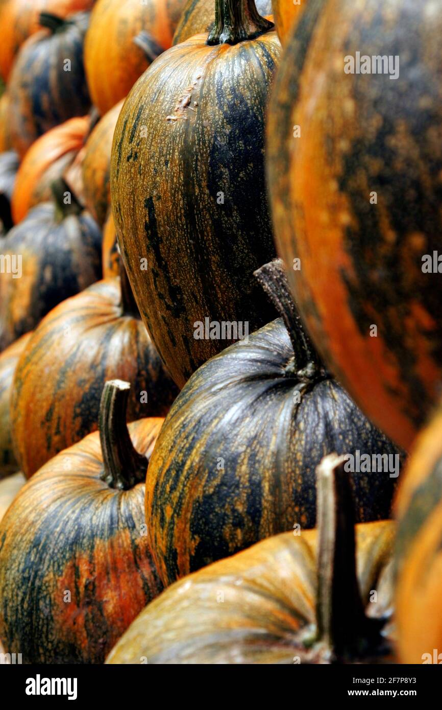 marrow, field pumpkin (Cucurbita pepo), pile of fresh pumpkins Stock ...