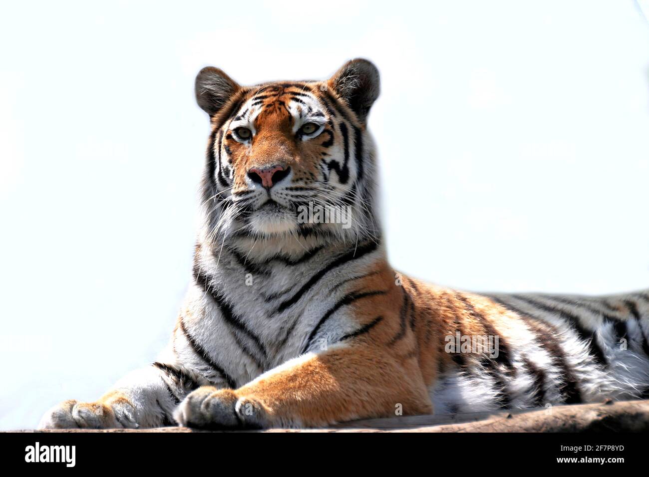 tiger (Panthera tigris), portrait Stock Photo - Alamy