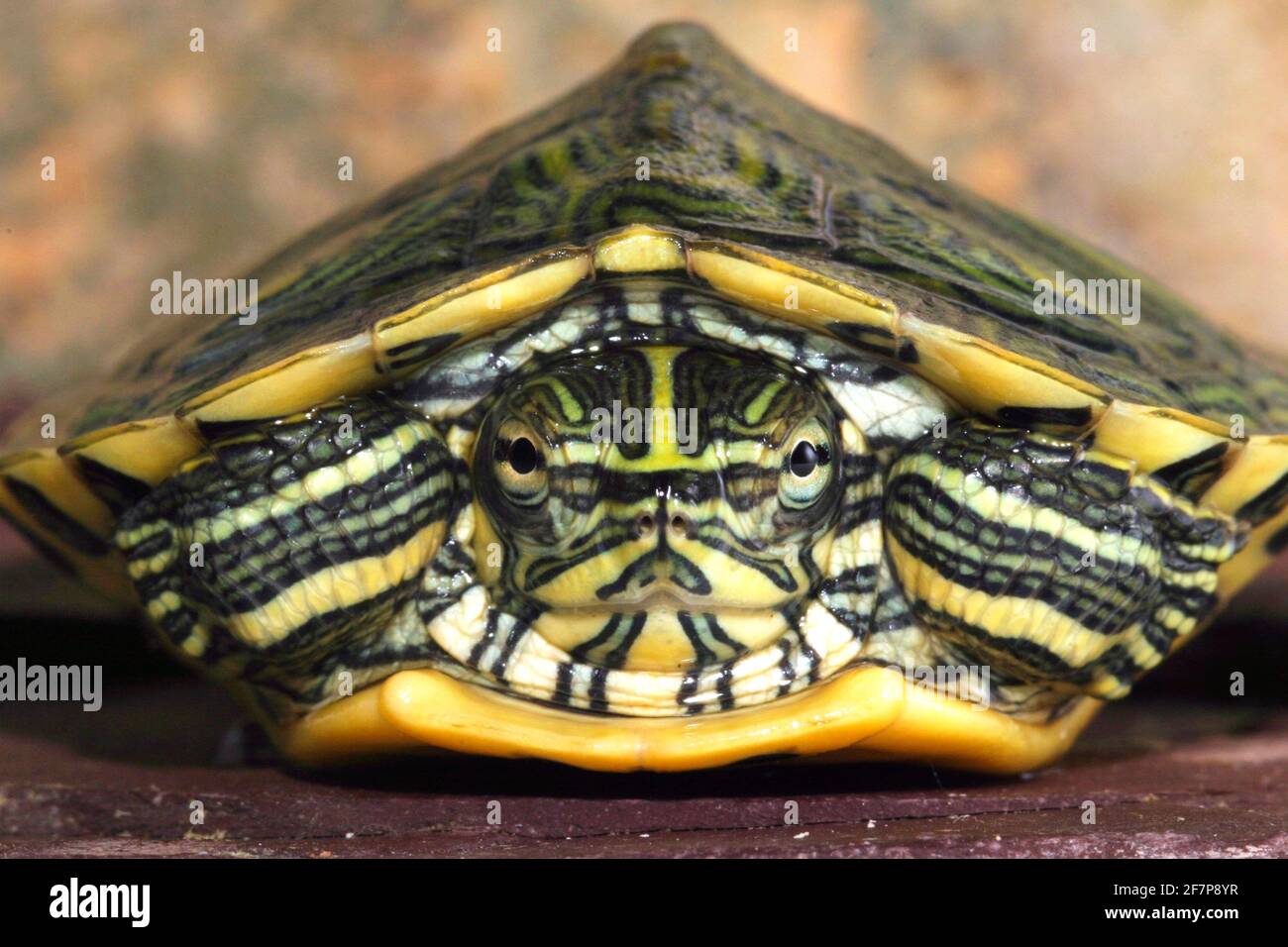 Yellow bellied sliders hi-res stock photography and images - Alamy