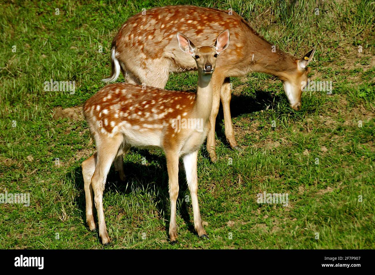 fallow deer (Dama dama, Cervus dama), female and juvenile, Austria ...